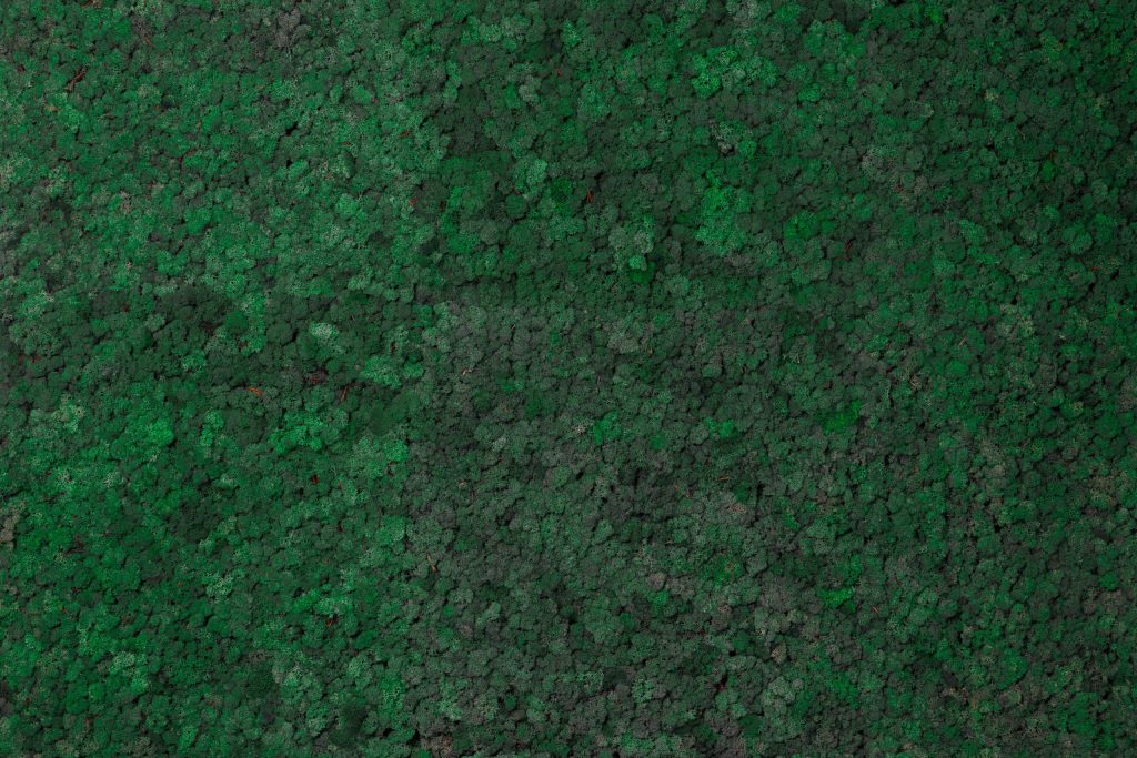 Moss panels - WoodUpp